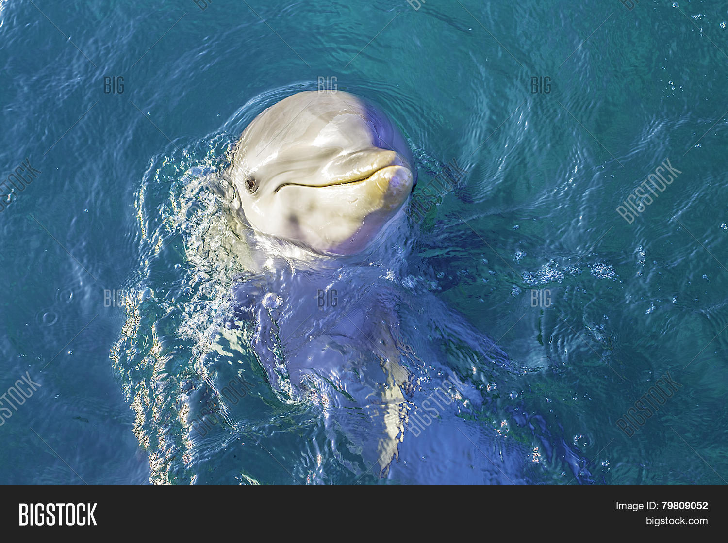 Dolphin Scene Image & Photo (Free Trial) | Bigstock