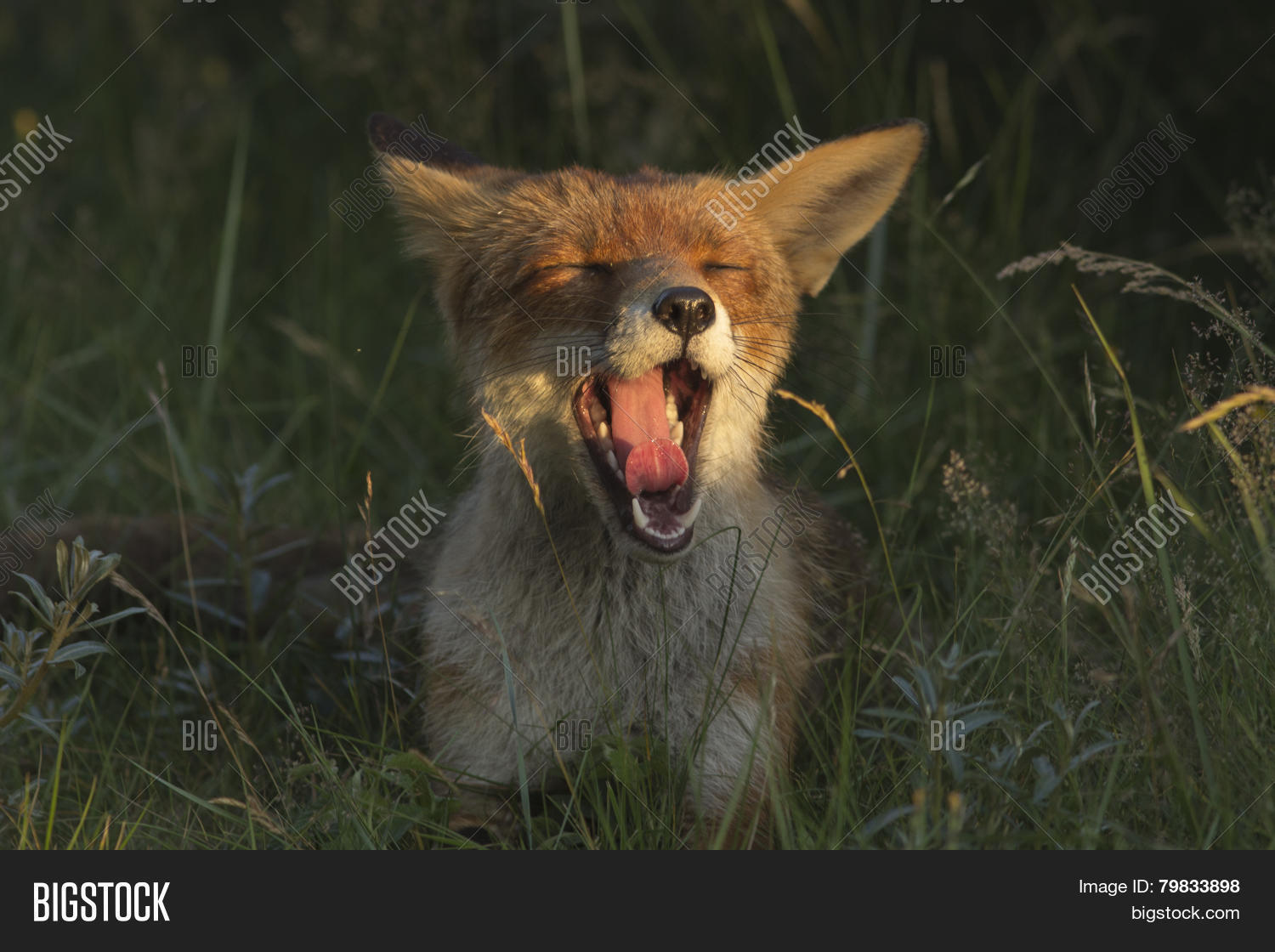 Yawning Red Fox Image & Photo (Free Trial) | Bigstock