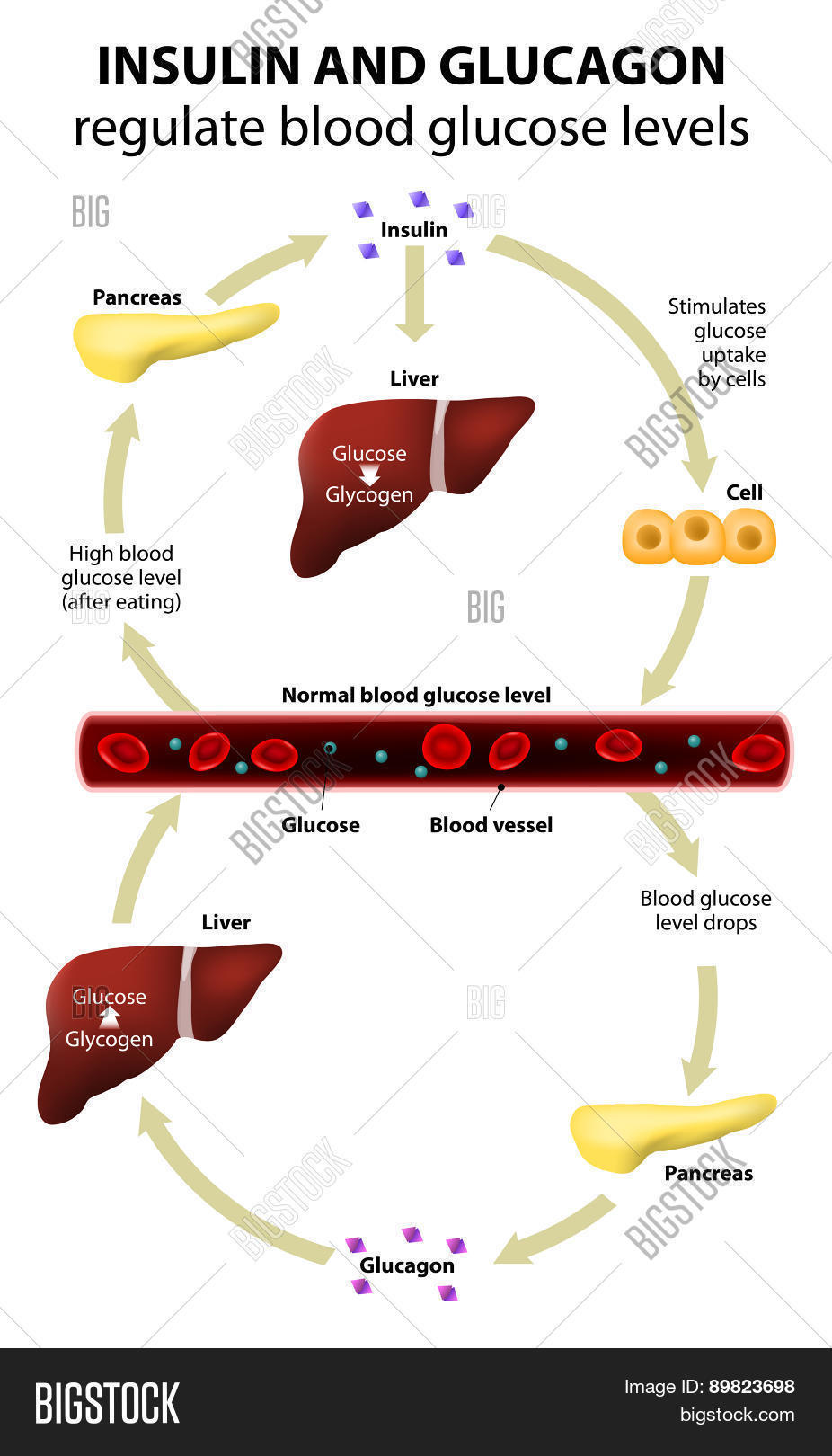 Insulin Glucagon Vector & Photo (Free Trial) | Bigstock