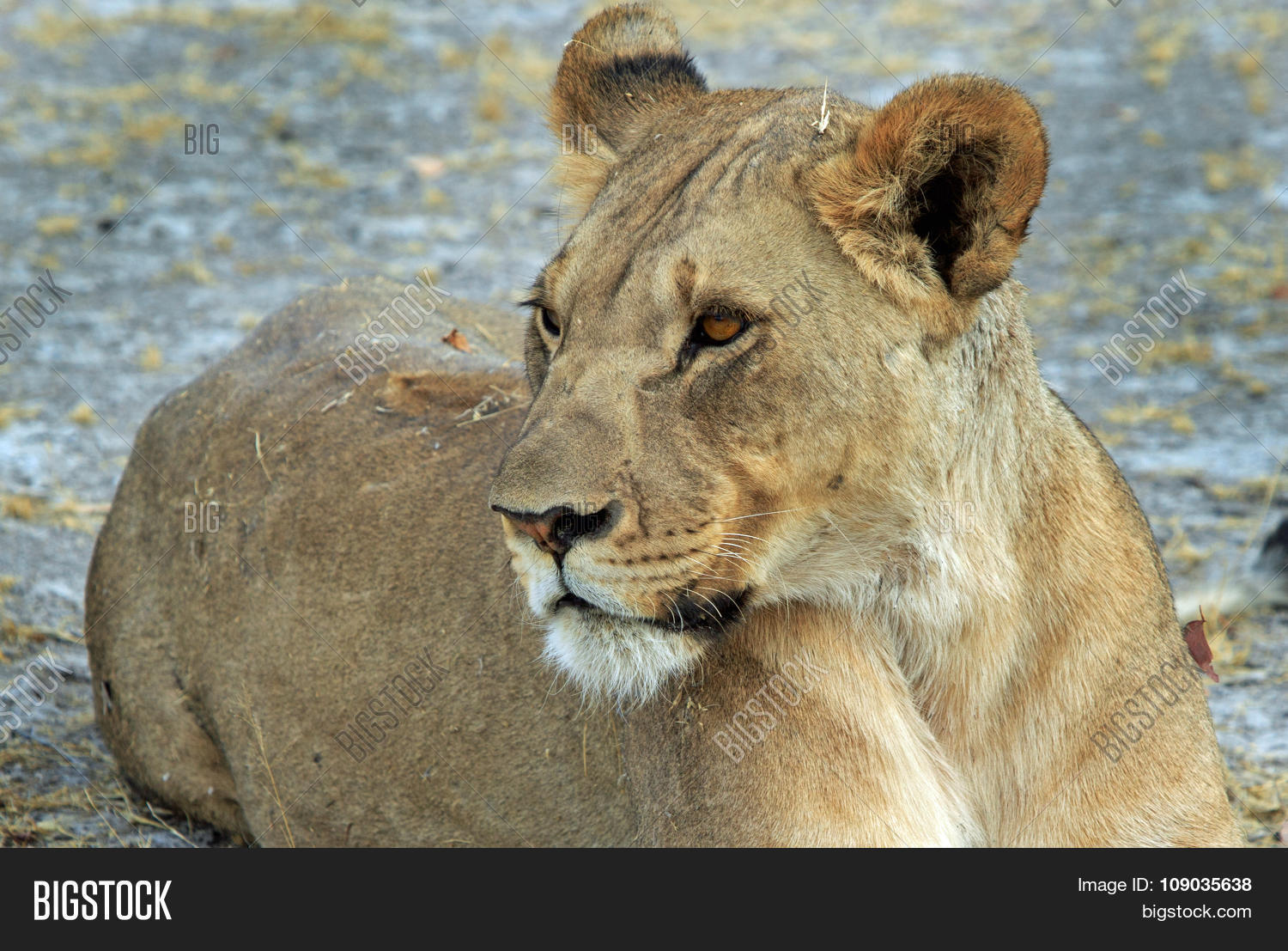 Lioness Sitting Profile