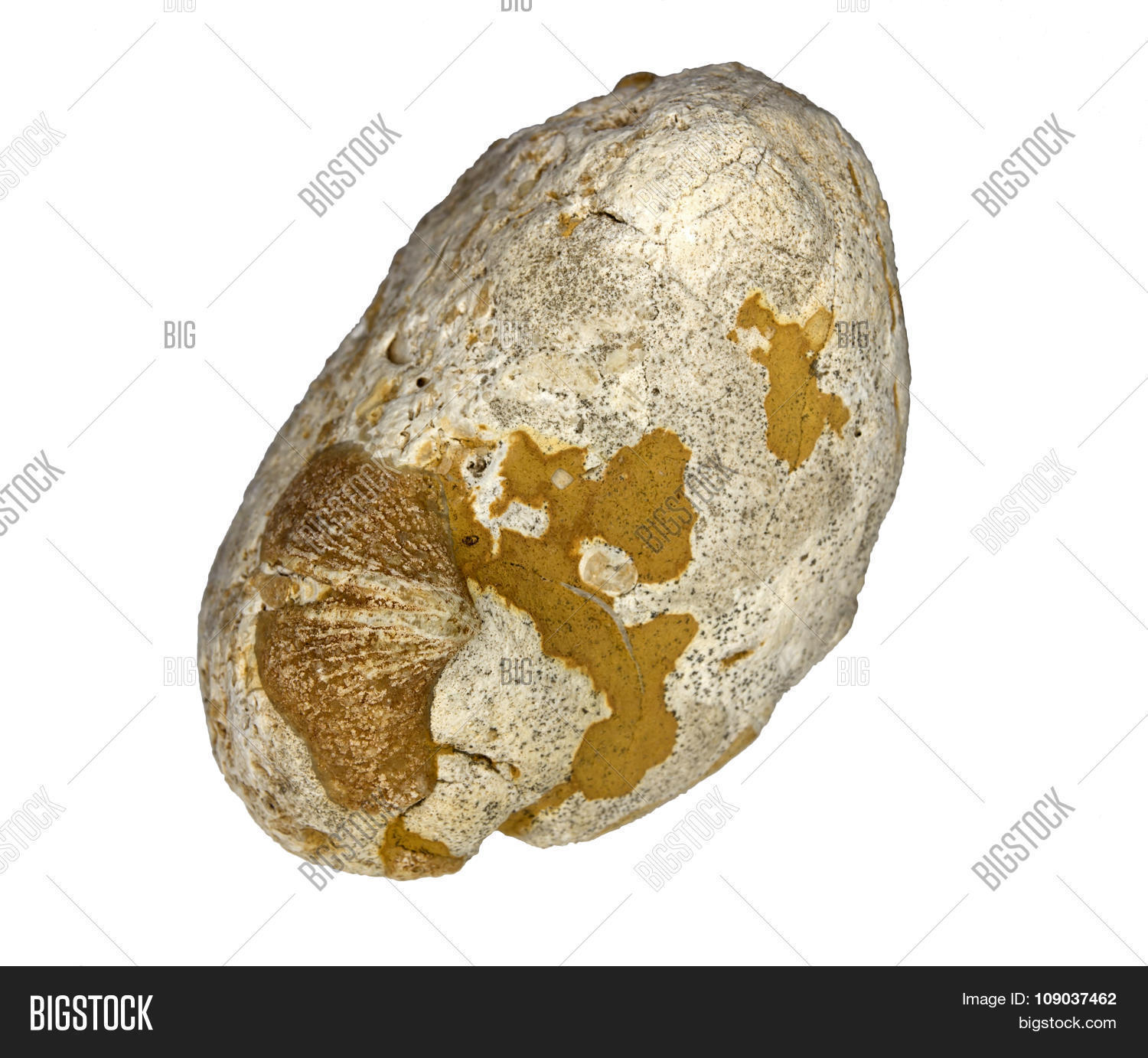 Fossilized Brachiopod Image & Photo (Free Trial) | Bigstock