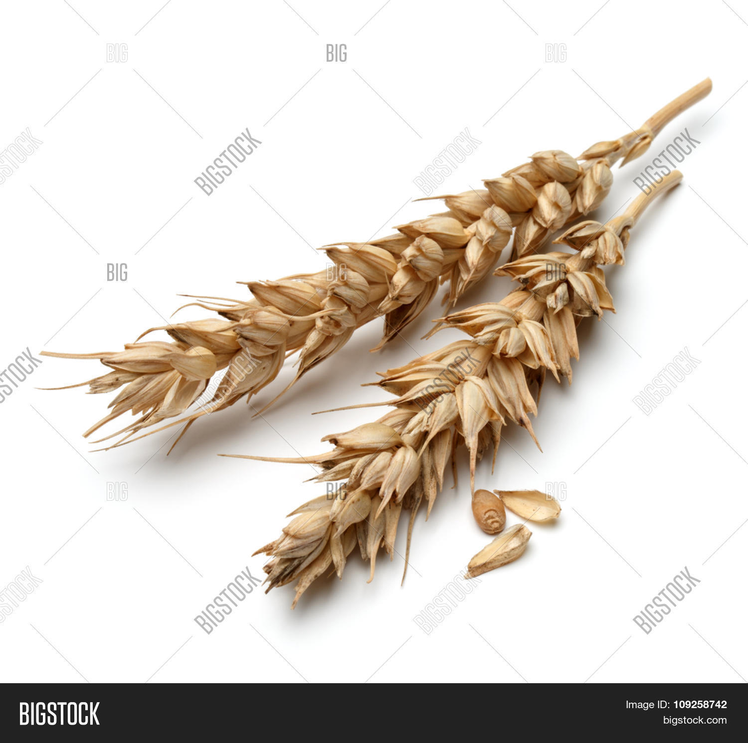 Wheat Ear Isolated On Image & Photo (Free Trial) | Bigstock