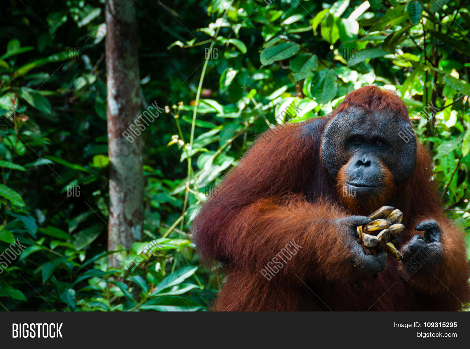Orang Utan Alpha Male Image & Photo (Free Trial) | Bigstock