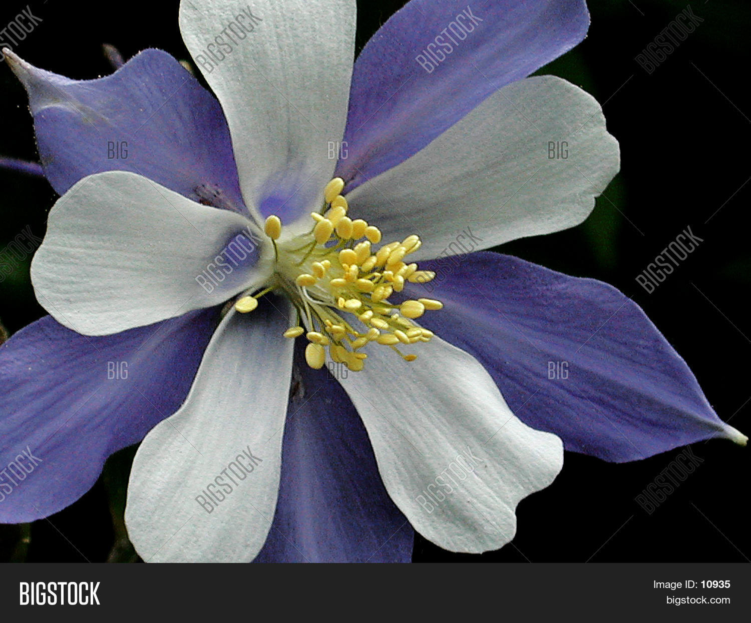 Colorado Blue Image & Photo (Free Trial) | Bigstock