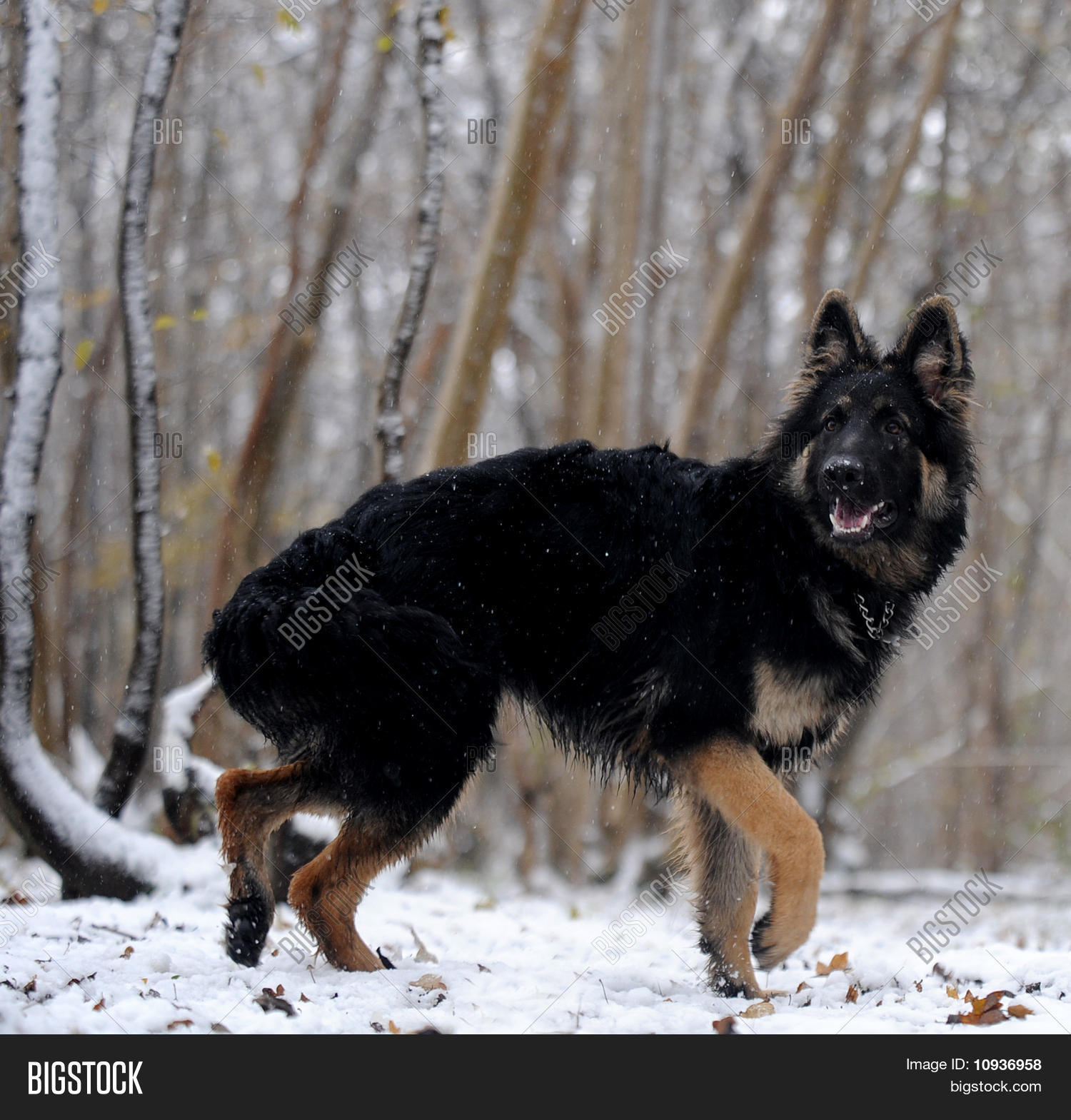 German Shepherd Snow Image & Photo (Free Trial) | Bigstock