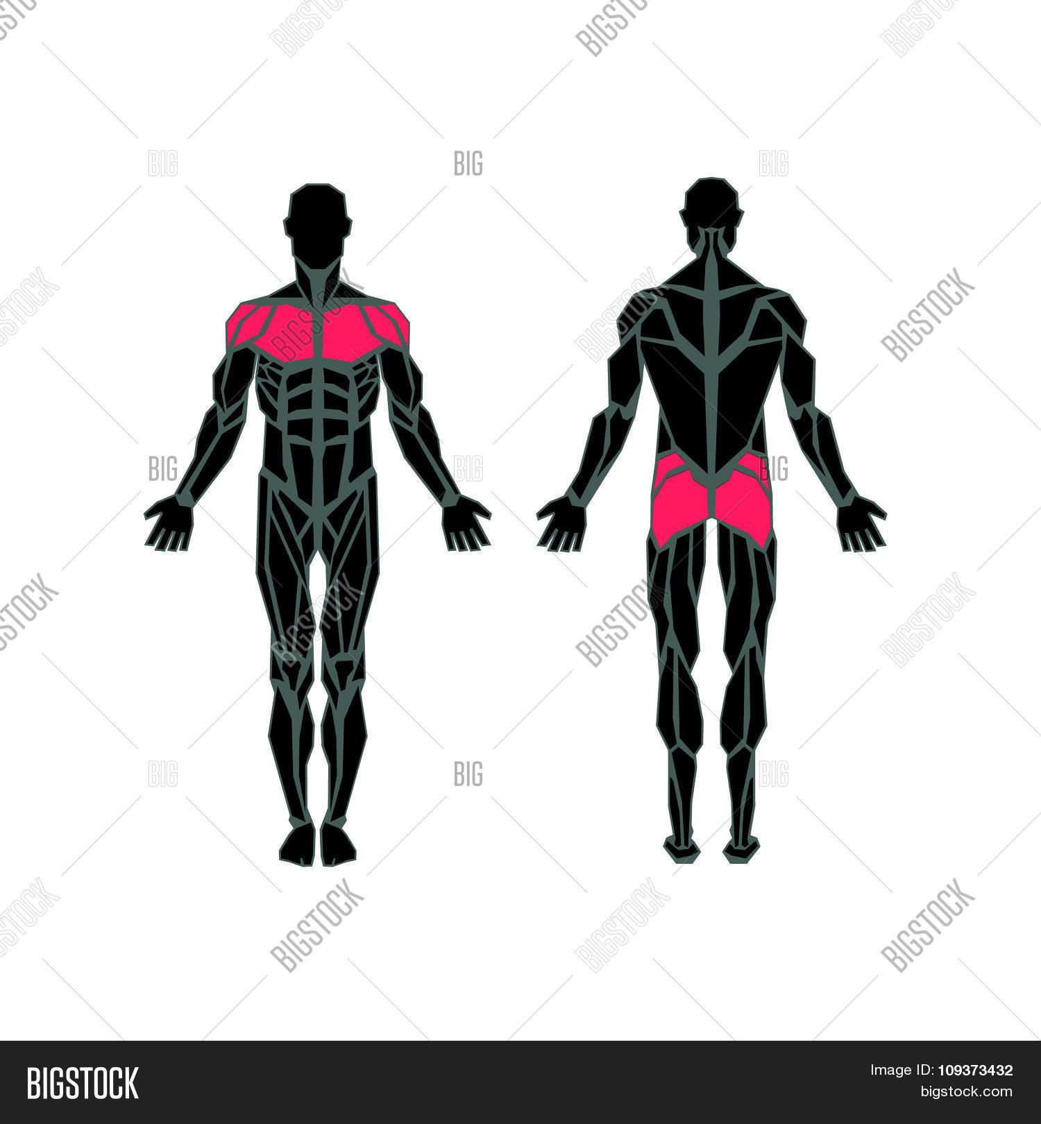 Male Back Muscle Structure