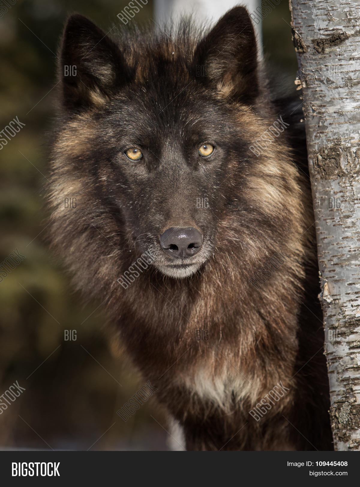 Black Wolf Portrait Image & Photo (Free Trial) | Bigstock