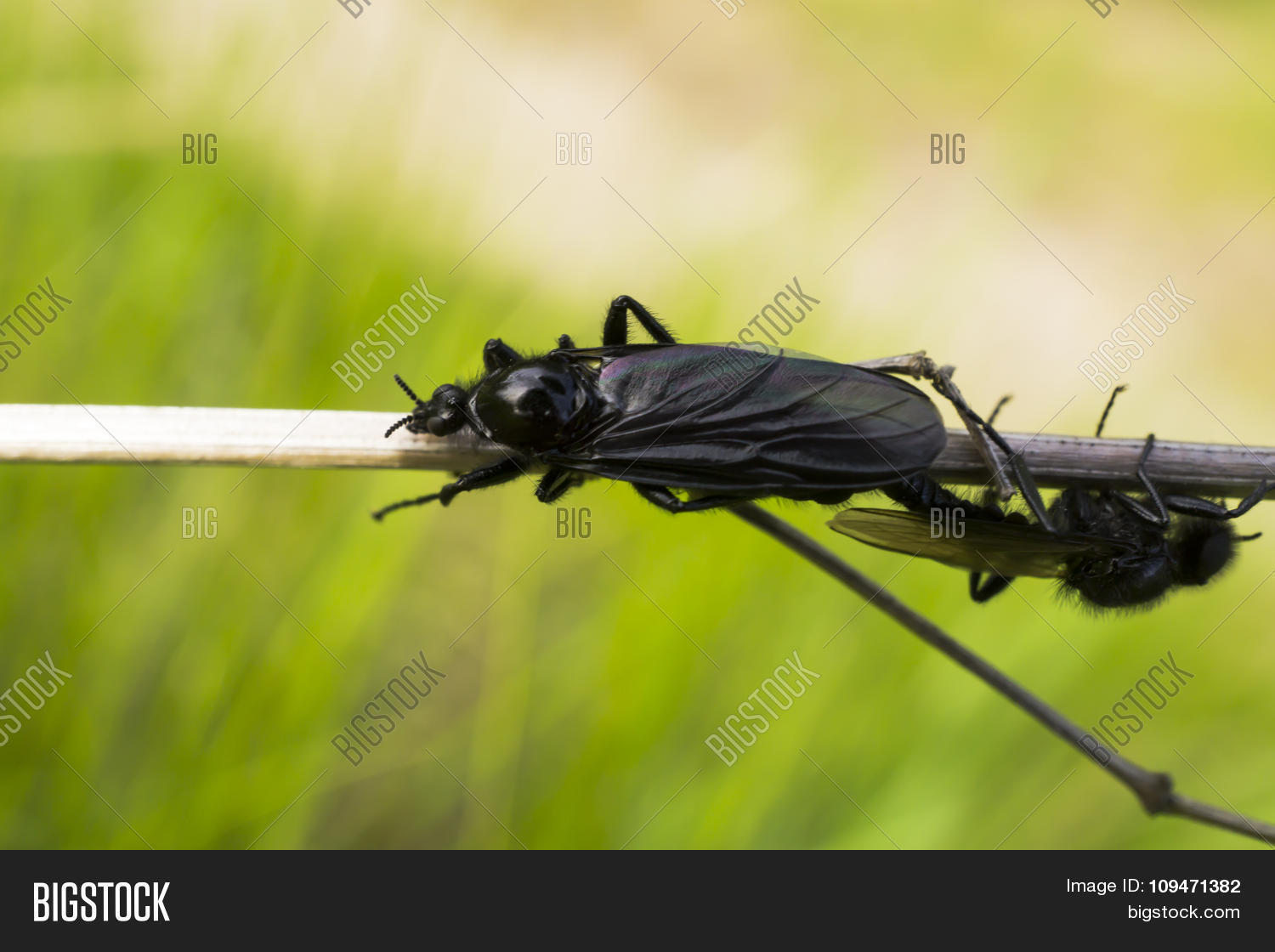 Beetles On Grass Image & Photo (Free Trial) | Bigstock
