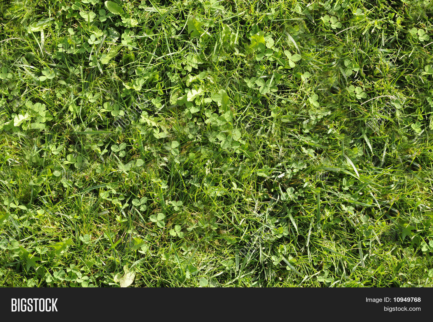 Wild Grass Texture Image & Photo (Free Trial) | Bigstock