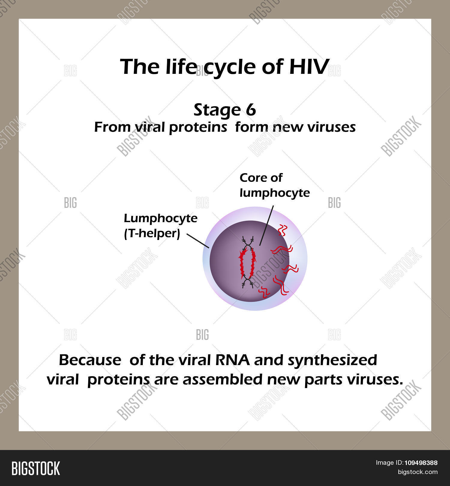 Life Cycle HIV. Stage Vector & Photo (Free Trial) | Bigstock