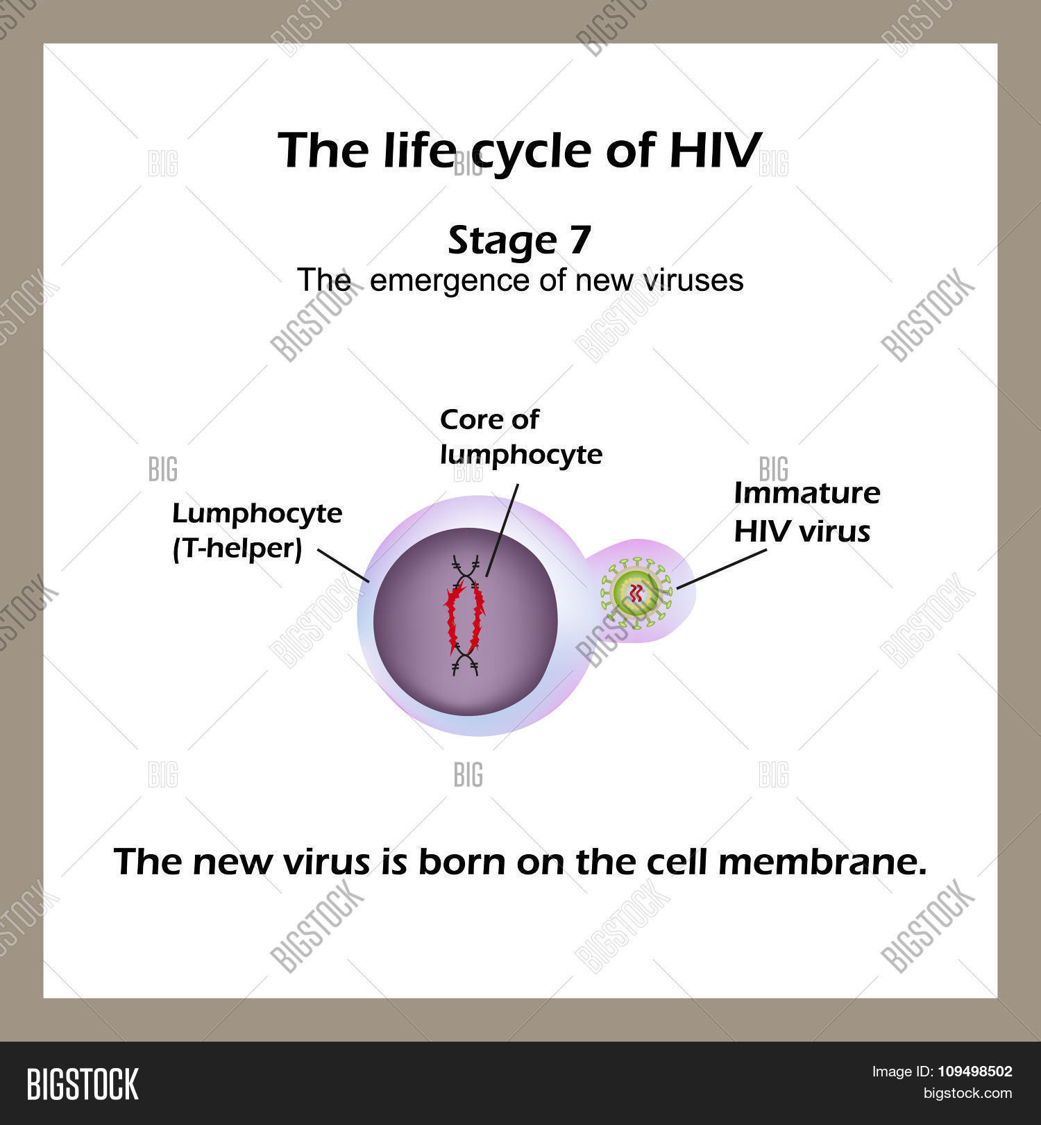 Life Cycle HIV. Stage Vector & Photo (Free Trial) | Bigstock