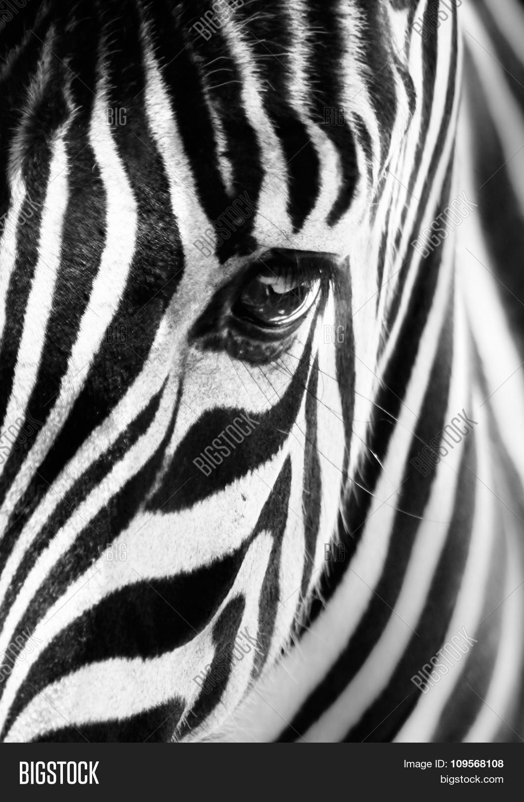 Portrait Zebra. Black Image & Photo (Free Trial) | Bigstock