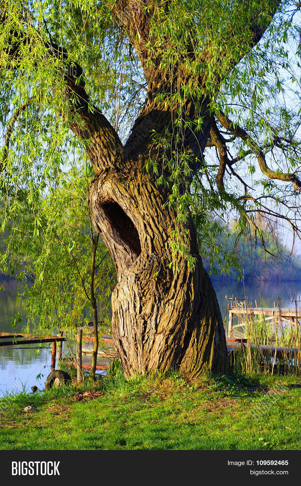 Hollow Willow Image & Photo (Free Trial) | Bigstock