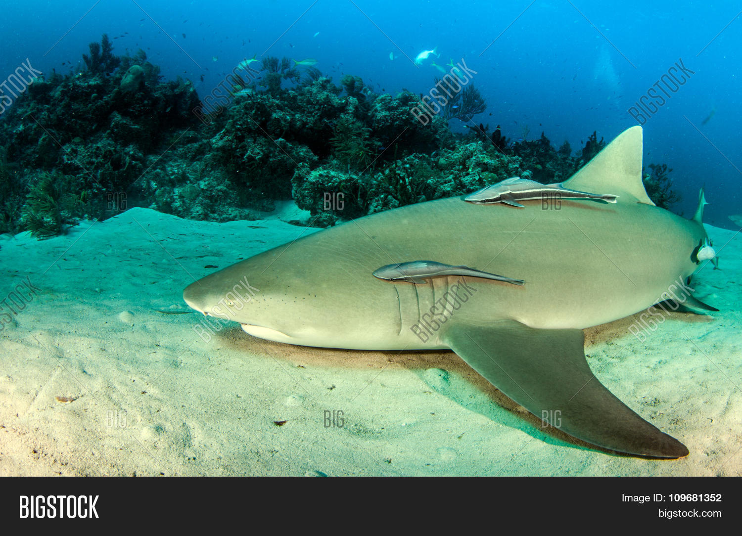 Lemon Shark Image & Photo (Free Trial) | Bigstock