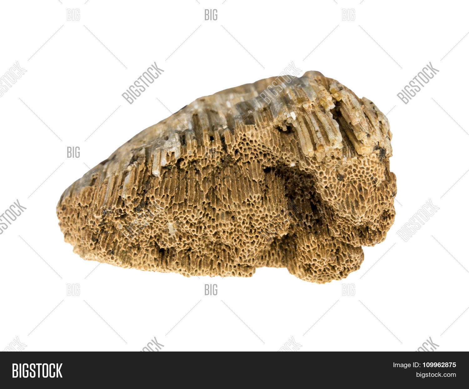 Fossilized Sea Sponge Image & Photo (Free Trial) | Bigstock