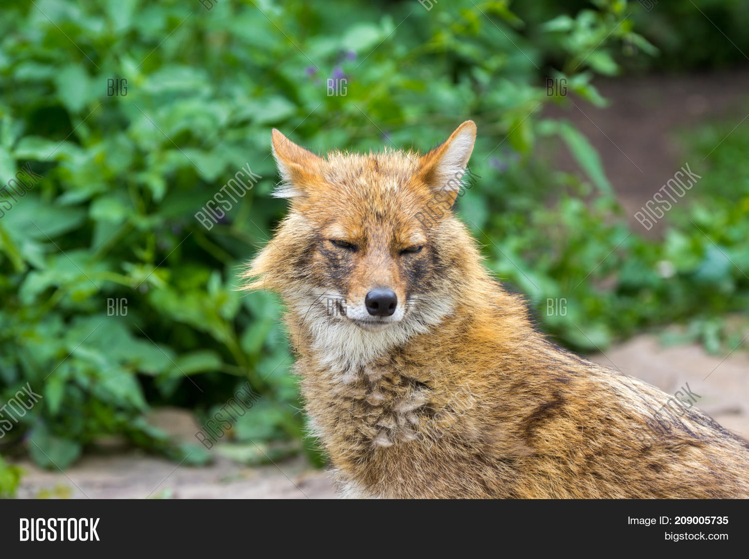 Golden Jackal On Hot Image & Photo (Free Trial) | Bigstock