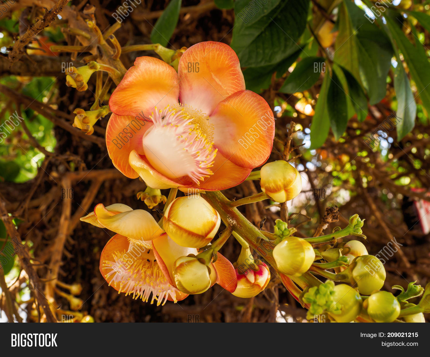 Close Sal Flower Shal Image & Photo (Free Trial) | Bigstock