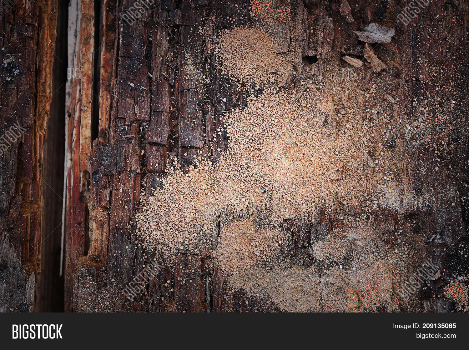 Wooden Beam Decay Dry Image & Photo (Free Trial) | Bigstock