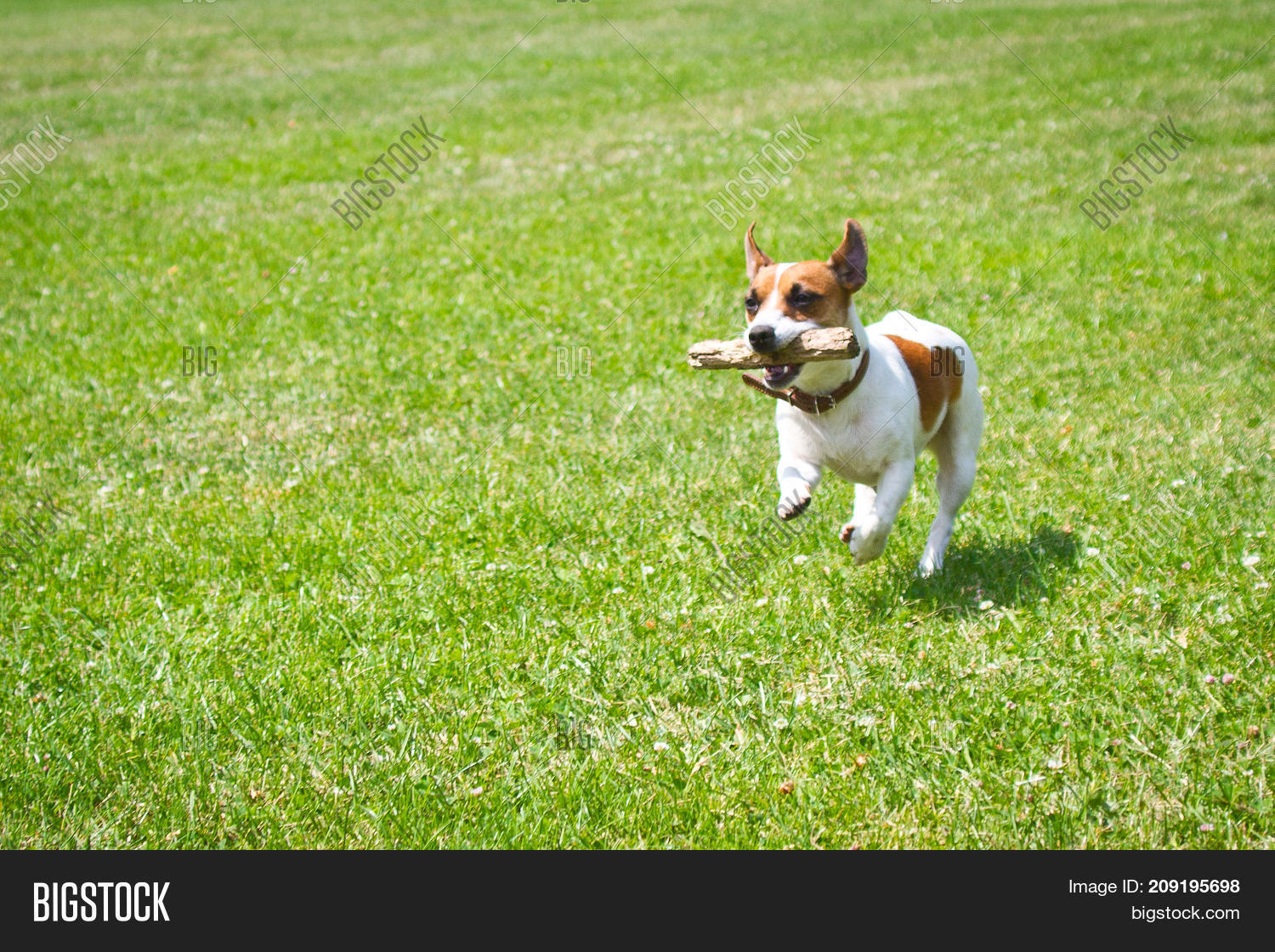 Dog Running Stick Image & Photo (Free Trial) | Bigstock