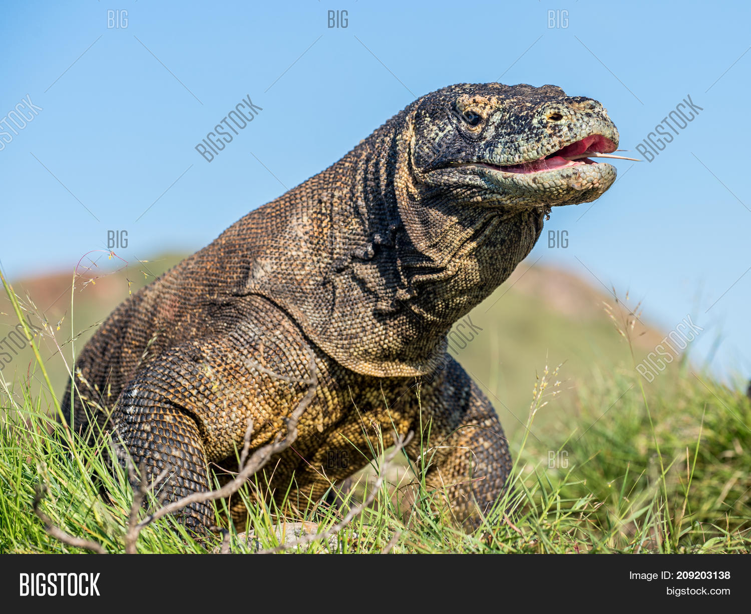 Komodo Dragon Head