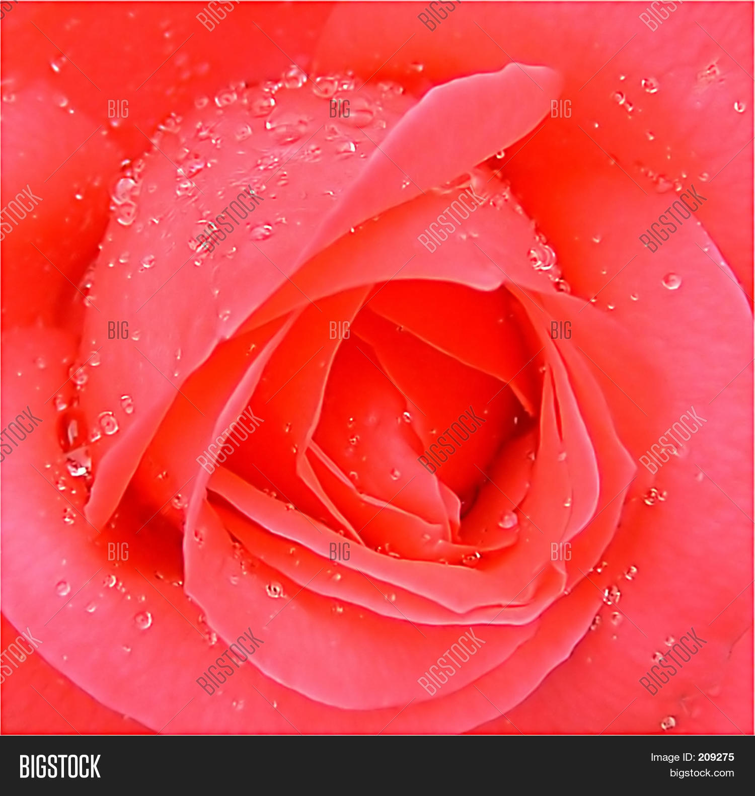 Wet Rose Image & Photo (Free Trial) | Bigstock