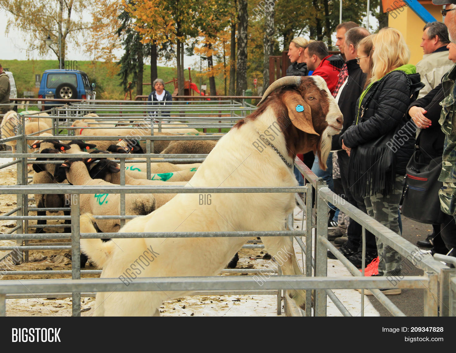 Male Boer Goat Looking Image & Photo (Free Trial) | Bigstock
