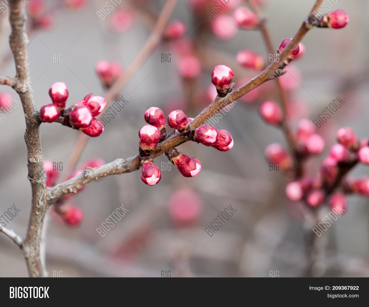 Swollen Buds Flowers Image & Photo (Free Trial) | Bigstock