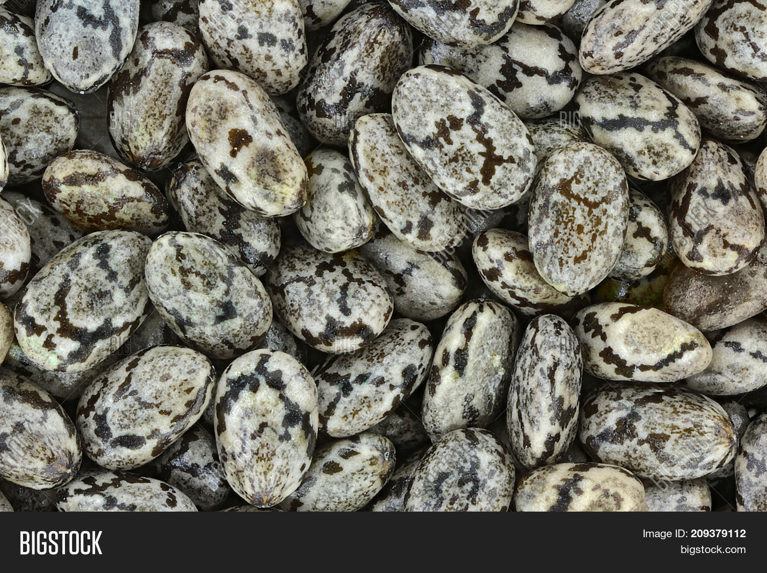 Extreme Macro Chia Image & Photo (Free Trial) | Bigstock