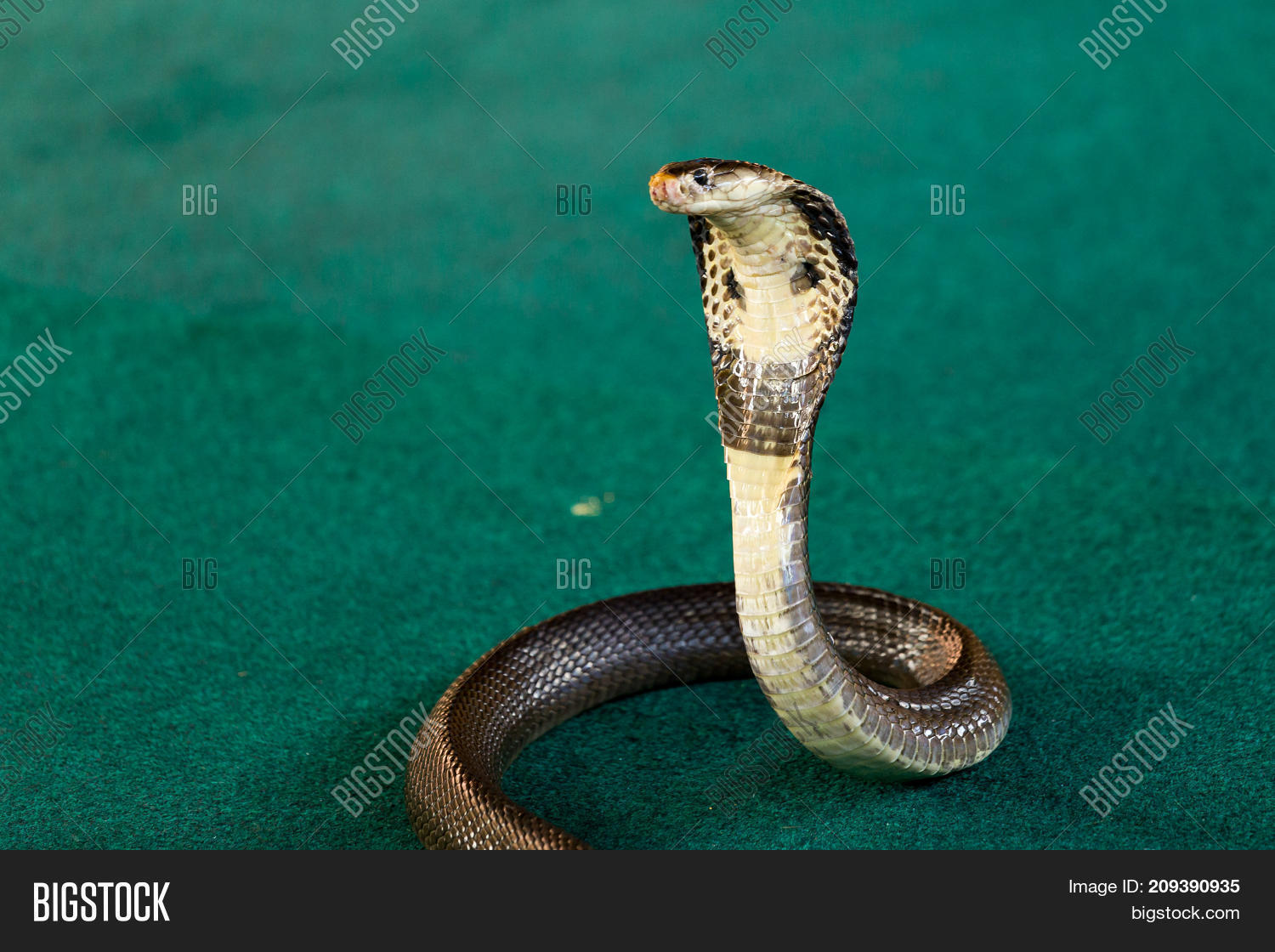 Royal Cobra Close- Image & Photo (Free Trial) | Bigstock