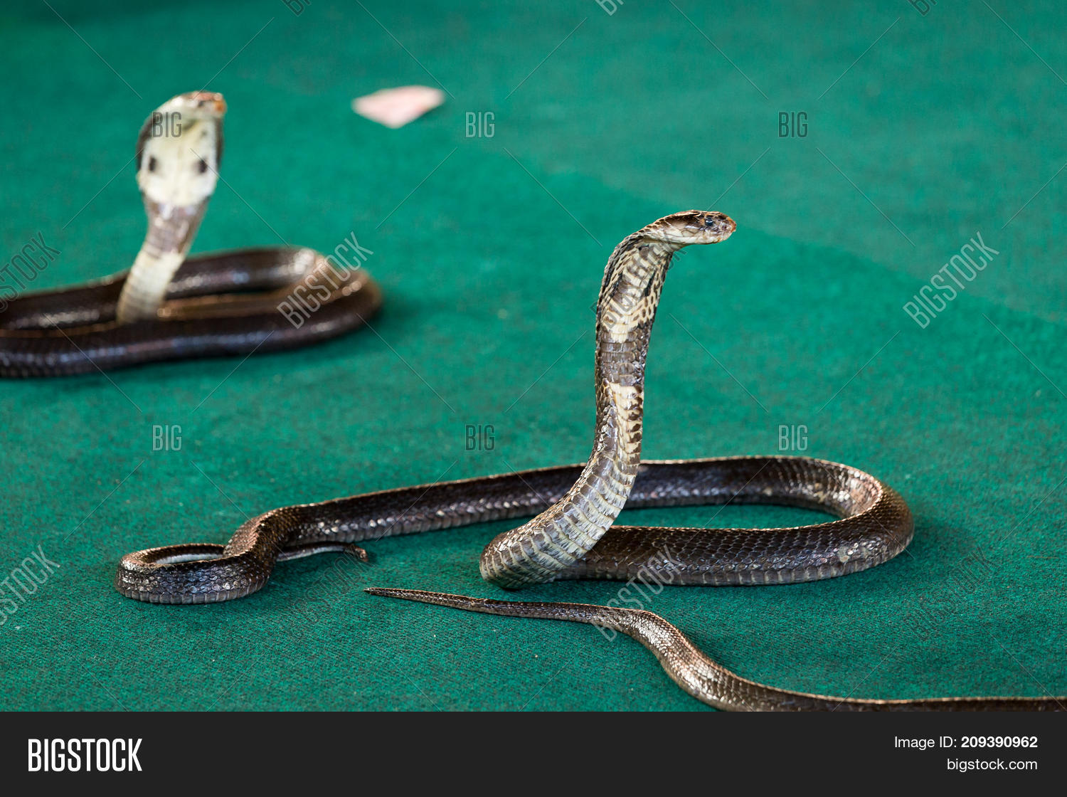 Royal Cobra Close- Image & Photo (Free Trial) | Bigstock