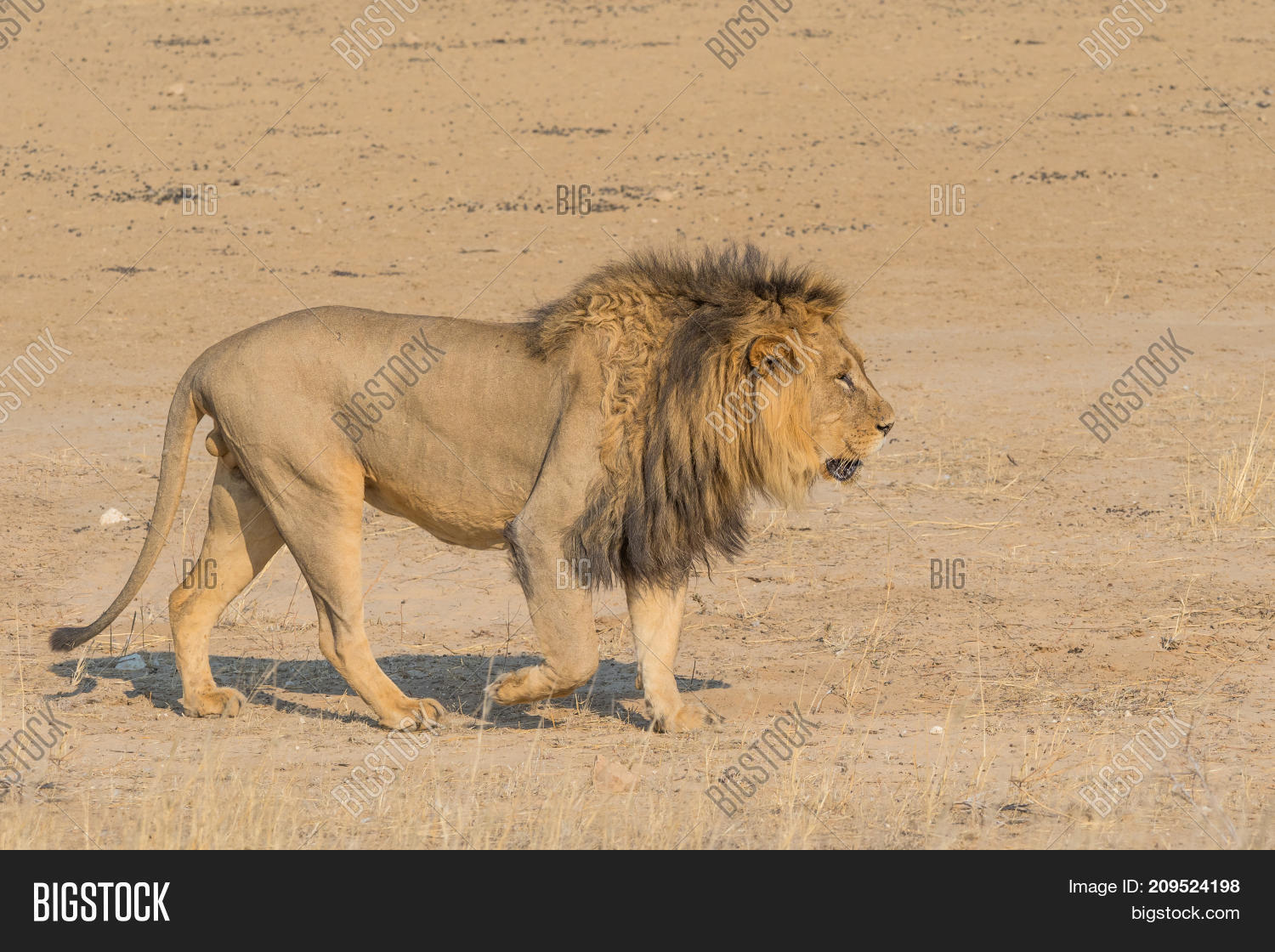 Magnificent Male Lion Image & Photo (Free Trial) | Bigstock