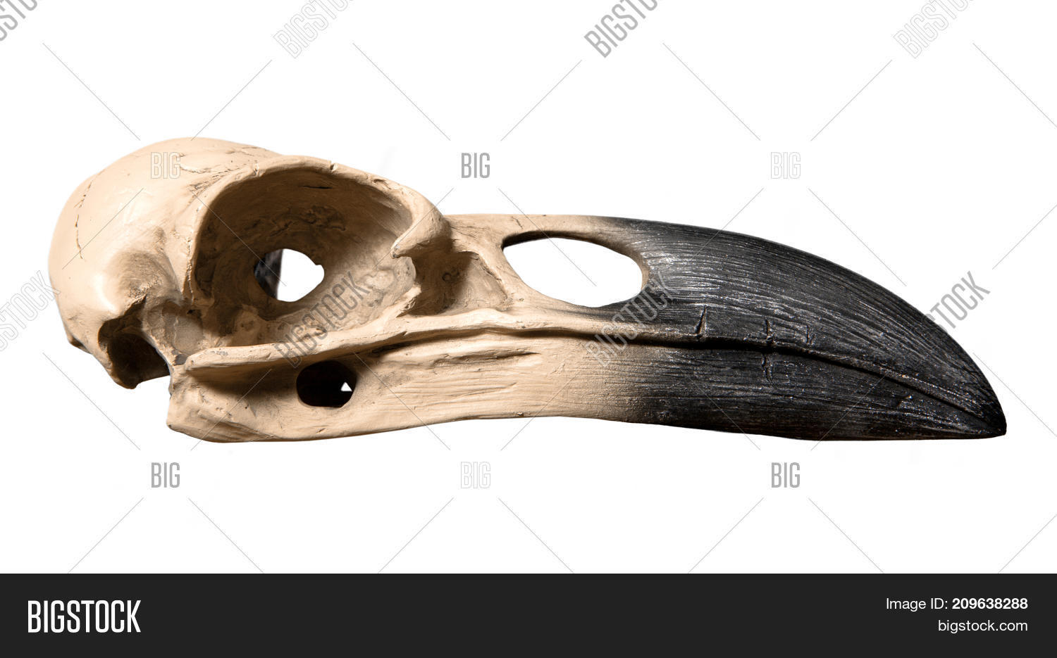 Closeup Raven Skull Image & Photo (Free Trial) | Bigstock