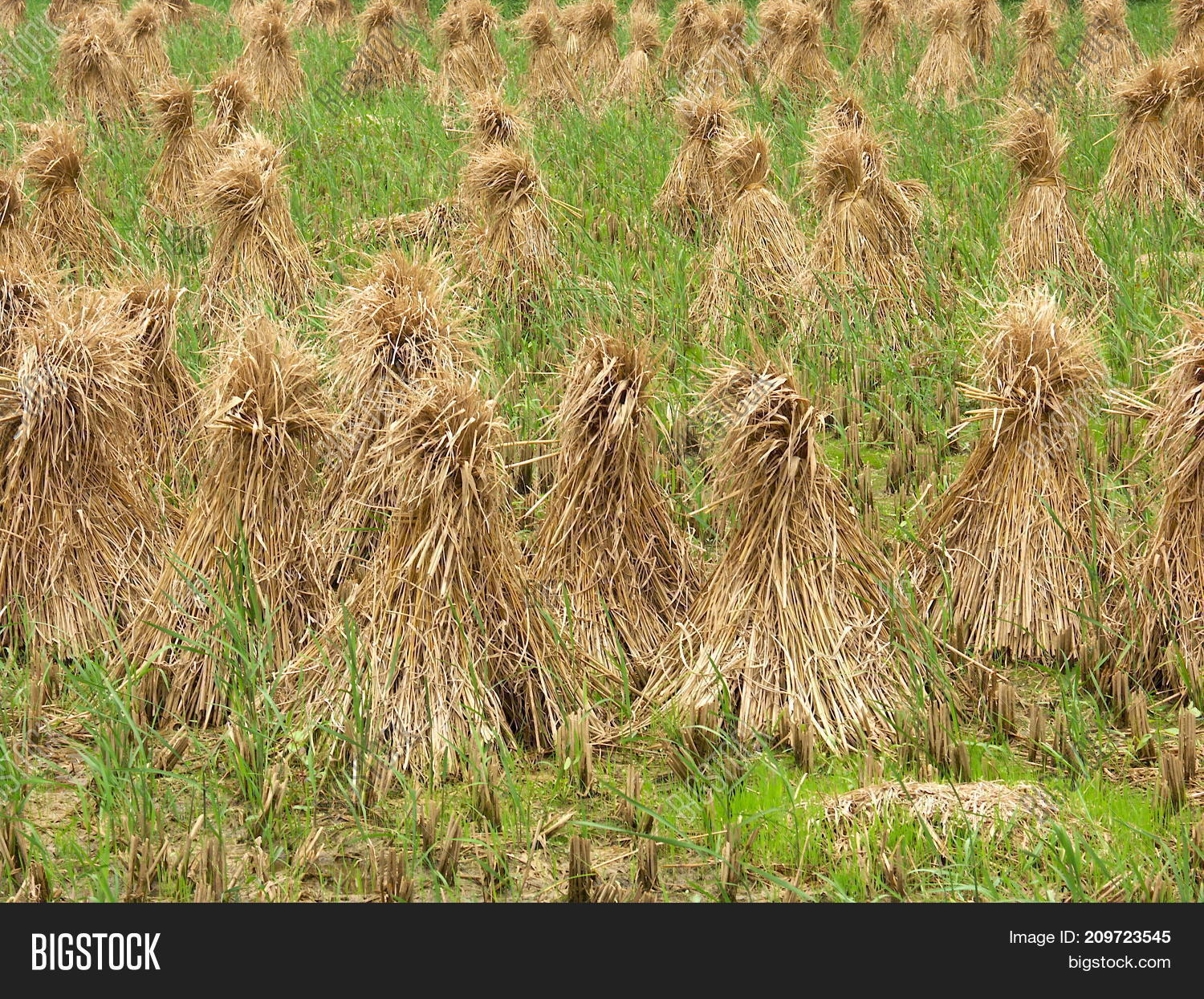 Small Haystack Rice Image & Photo (Free Trial) | Bigstock