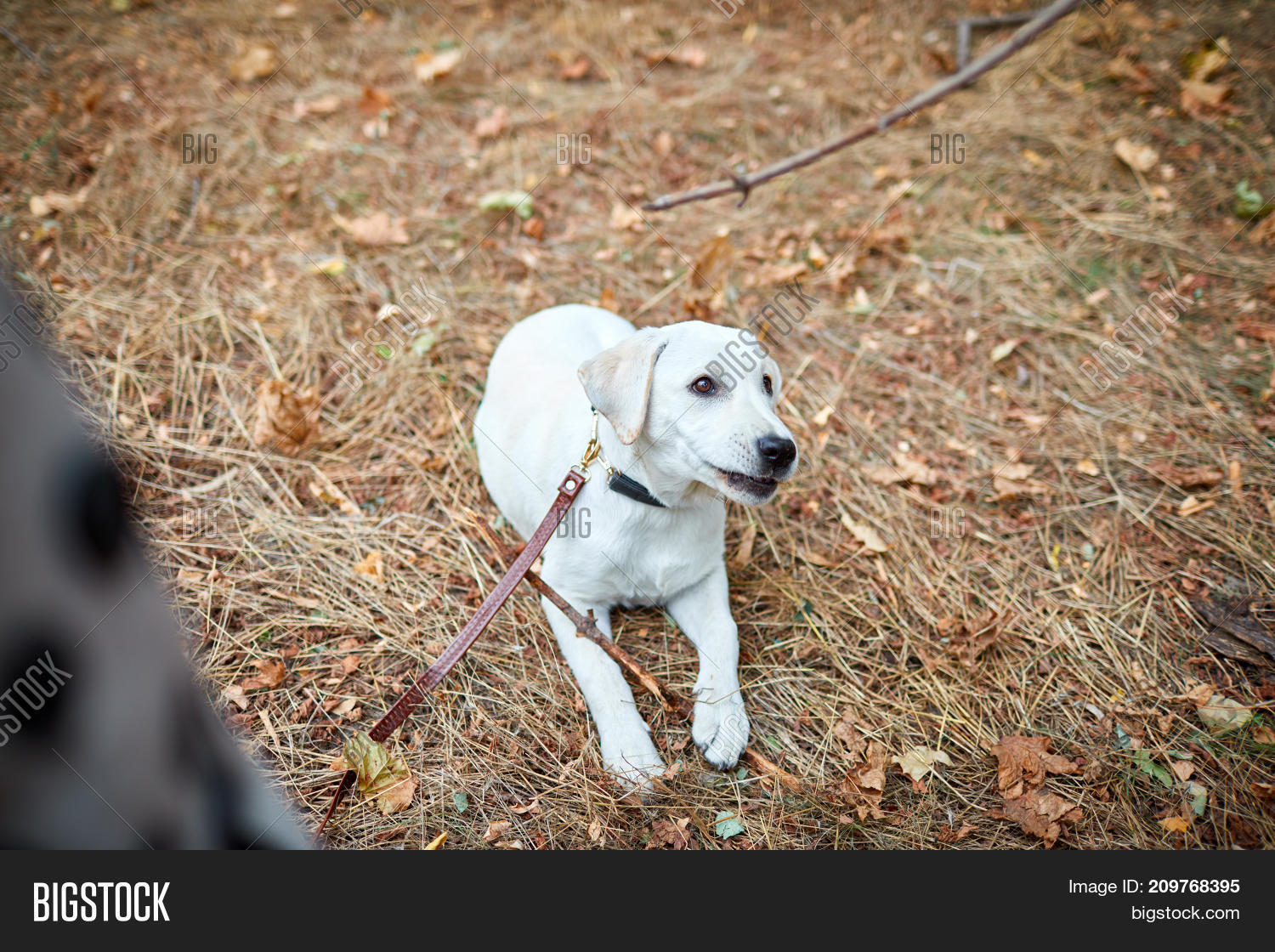 Happy White Labrador Image & Photo (Free Trial) | Bigstock