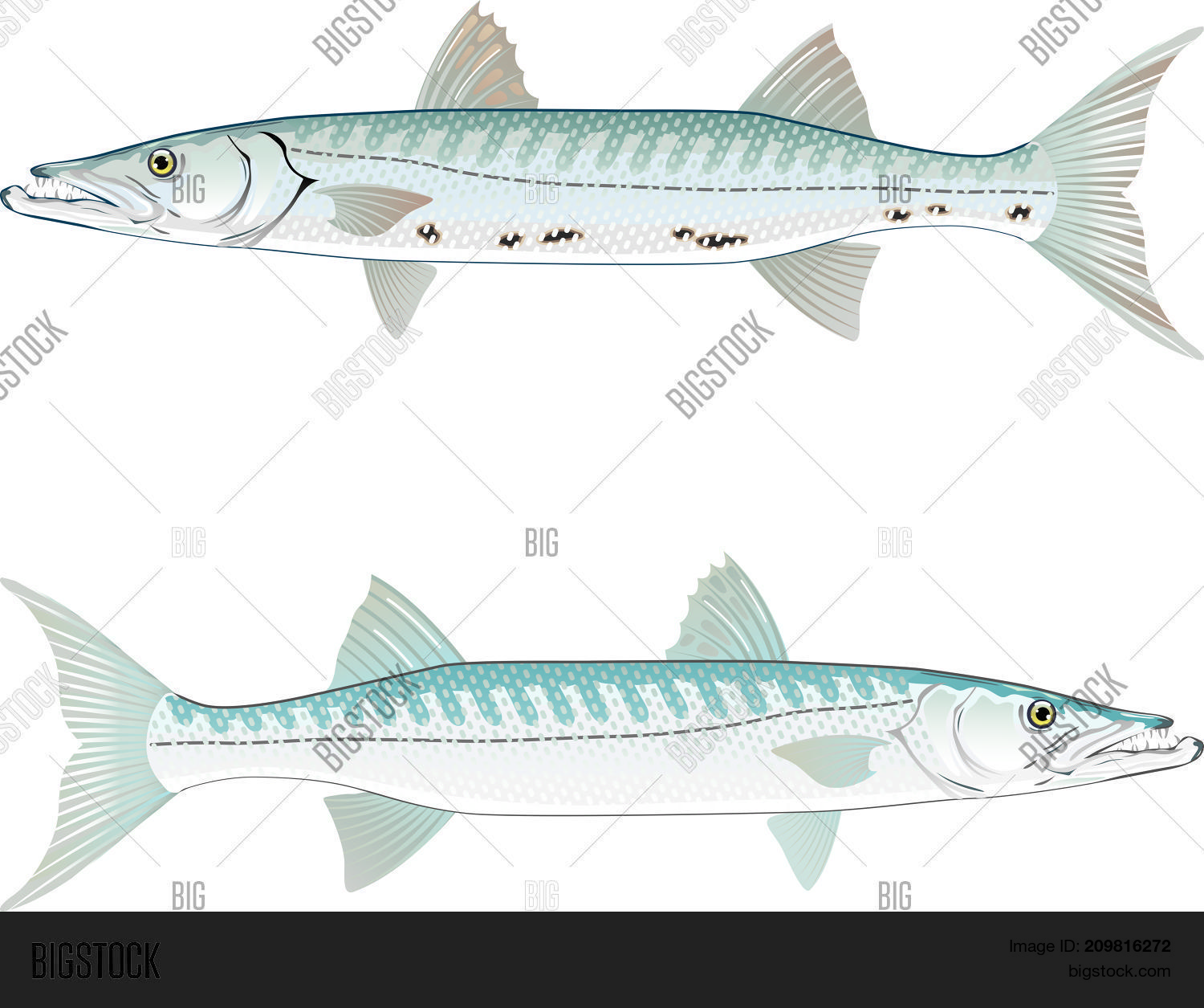 Barracuda Vector Vector & Photo (Free Trial) | Bigstock
