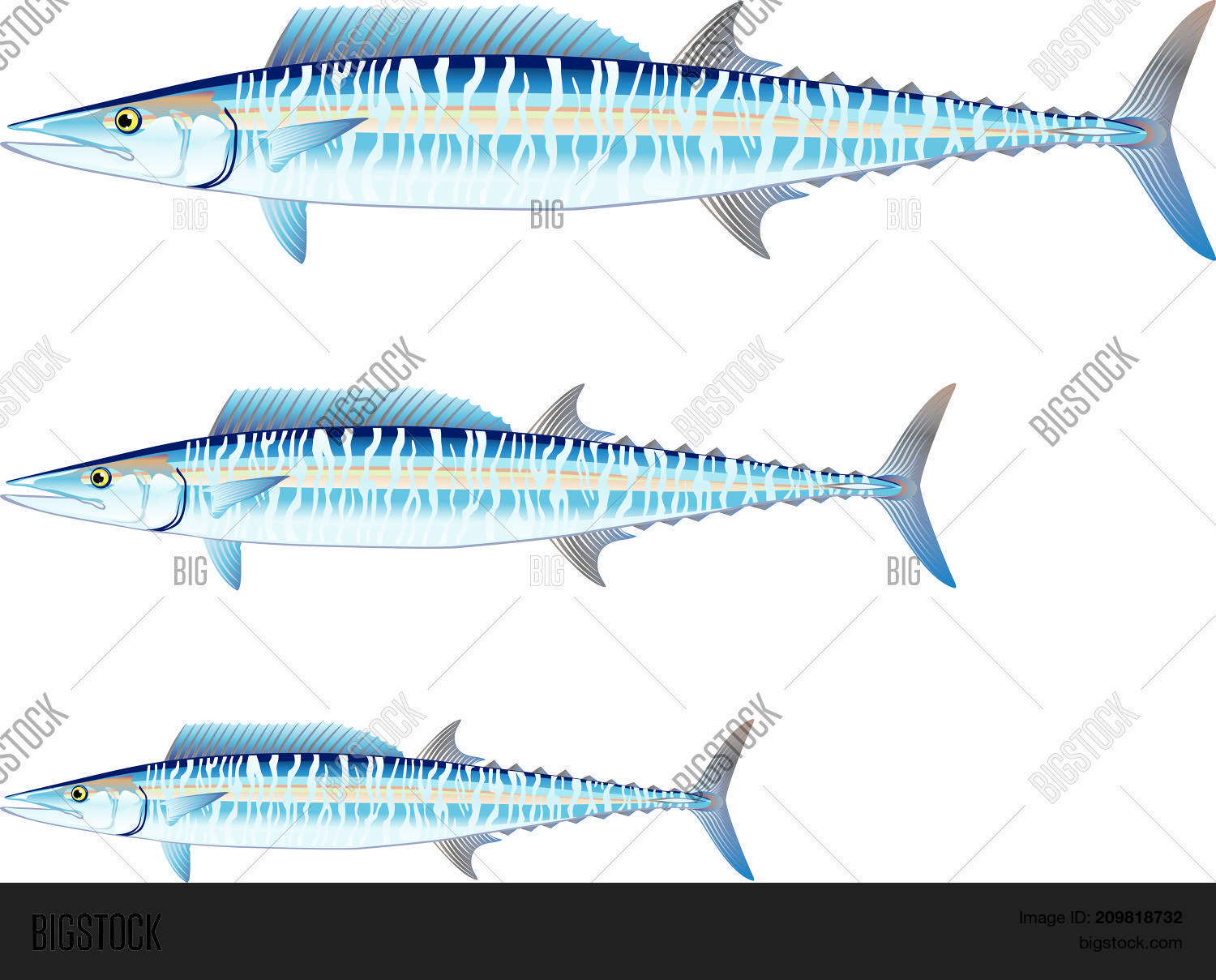 Wahoo Game Fish Ocean Vector & Photo (Free Trial) | Bigstock