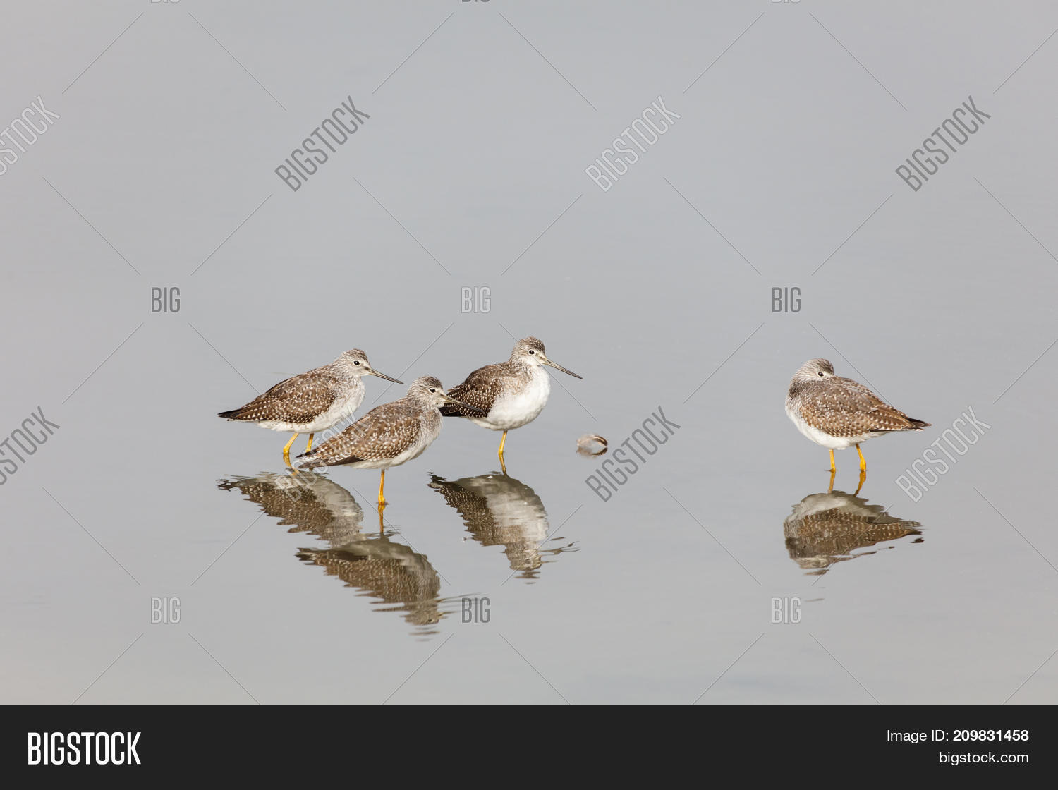 Greater Yellowlegs Image & Photo (Free Trial) | Bigstock