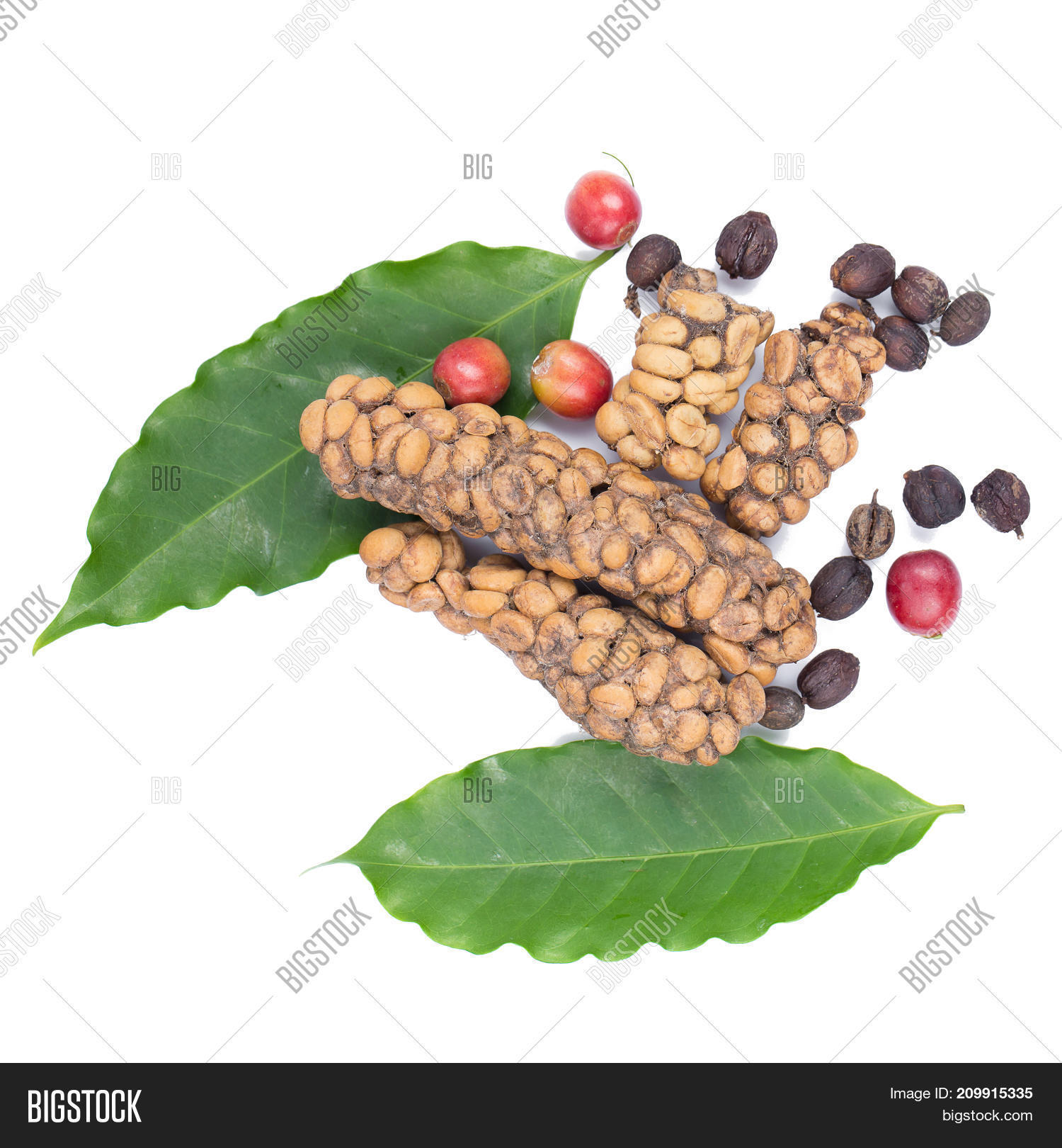 Kopi Luwak Civet Image & Photo (Free Trial) | Bigstock