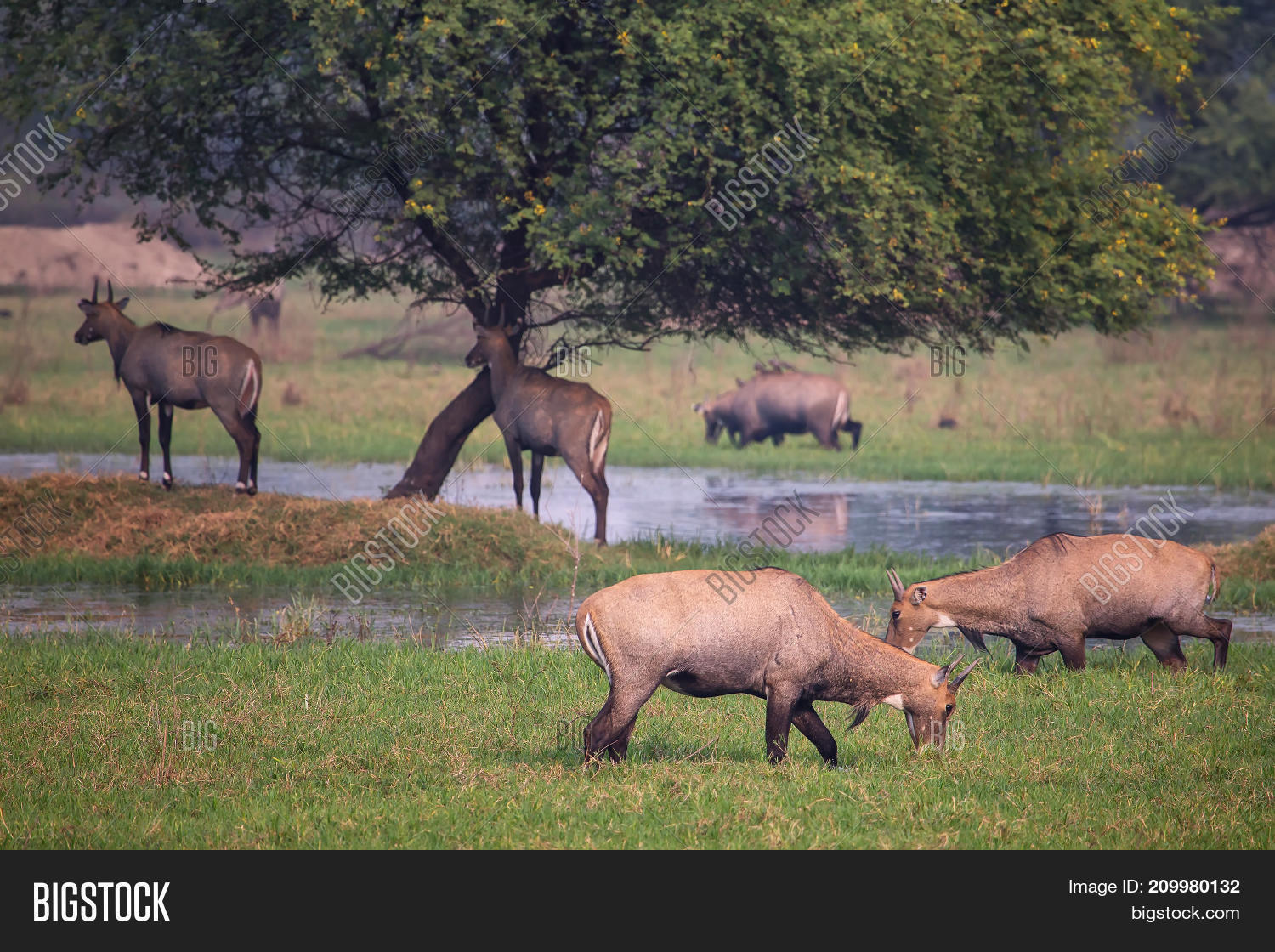 Nilgai Antelopes ( Image & Photo (Free Trial) | Bigstock