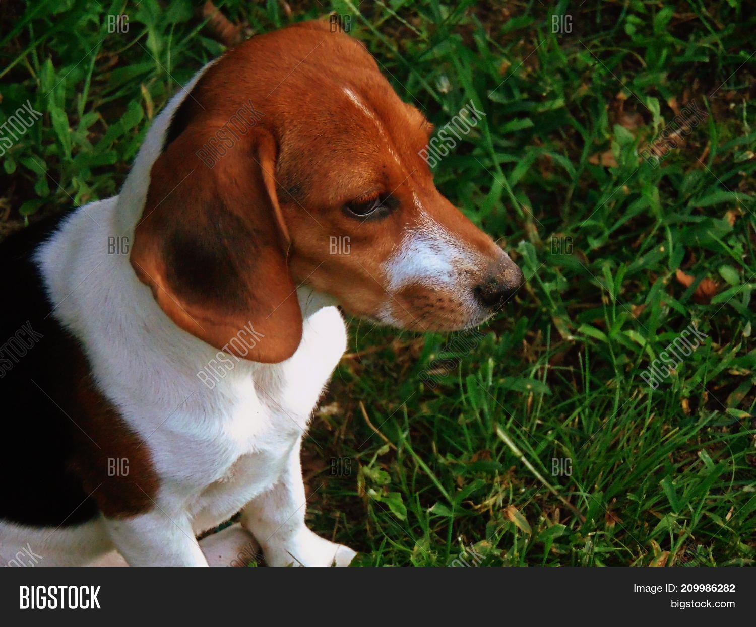 Beagle Puppy Sitting Image & Photo (Free Trial) | Bigstock