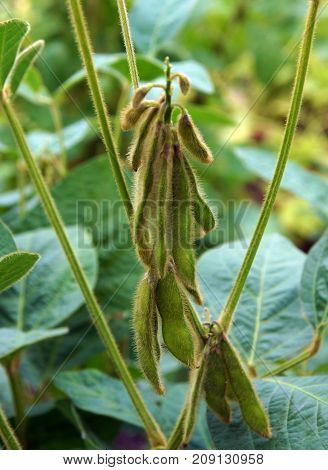 Soybean Plant Images, Illustrations, Vectors - Soybean Plant Stock ...
