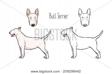 Bull Drawing Images, Illustrations, Vectors - Bull Drawing Stock Photos ...