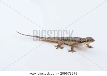 House Lizard ( Image & Photo (Free Trial) | Bigstock