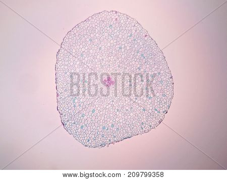 Cross Sections Plant Image & Photo (Free Trial) | Bigstock