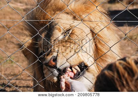 Male Lion Being Fed Image & Photo (Free Trial) | Bigstock
