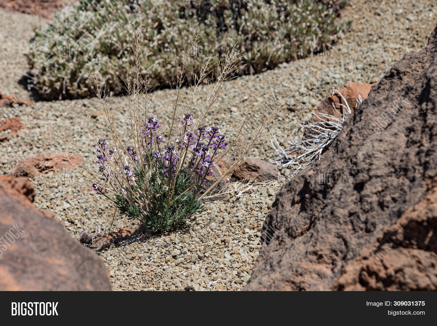 Blooming Teide Image & Photo (Free Trial) | Bigstock