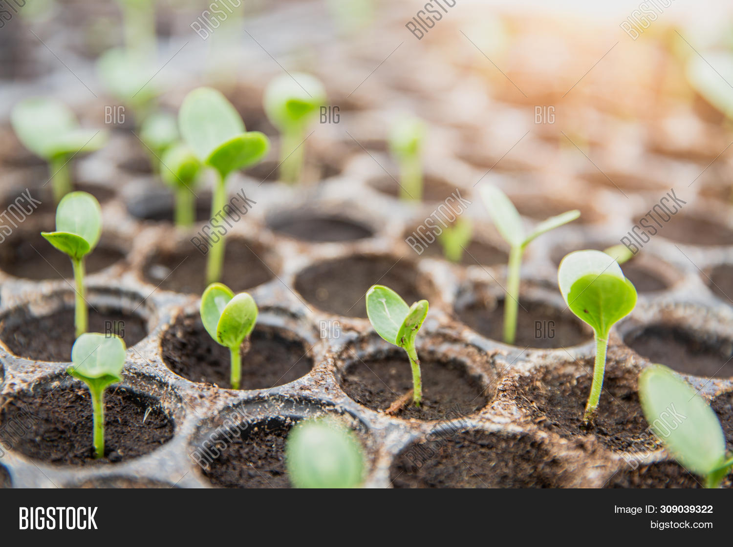 Germinating Seed Image & Photo (Free Trial) | Bigstock