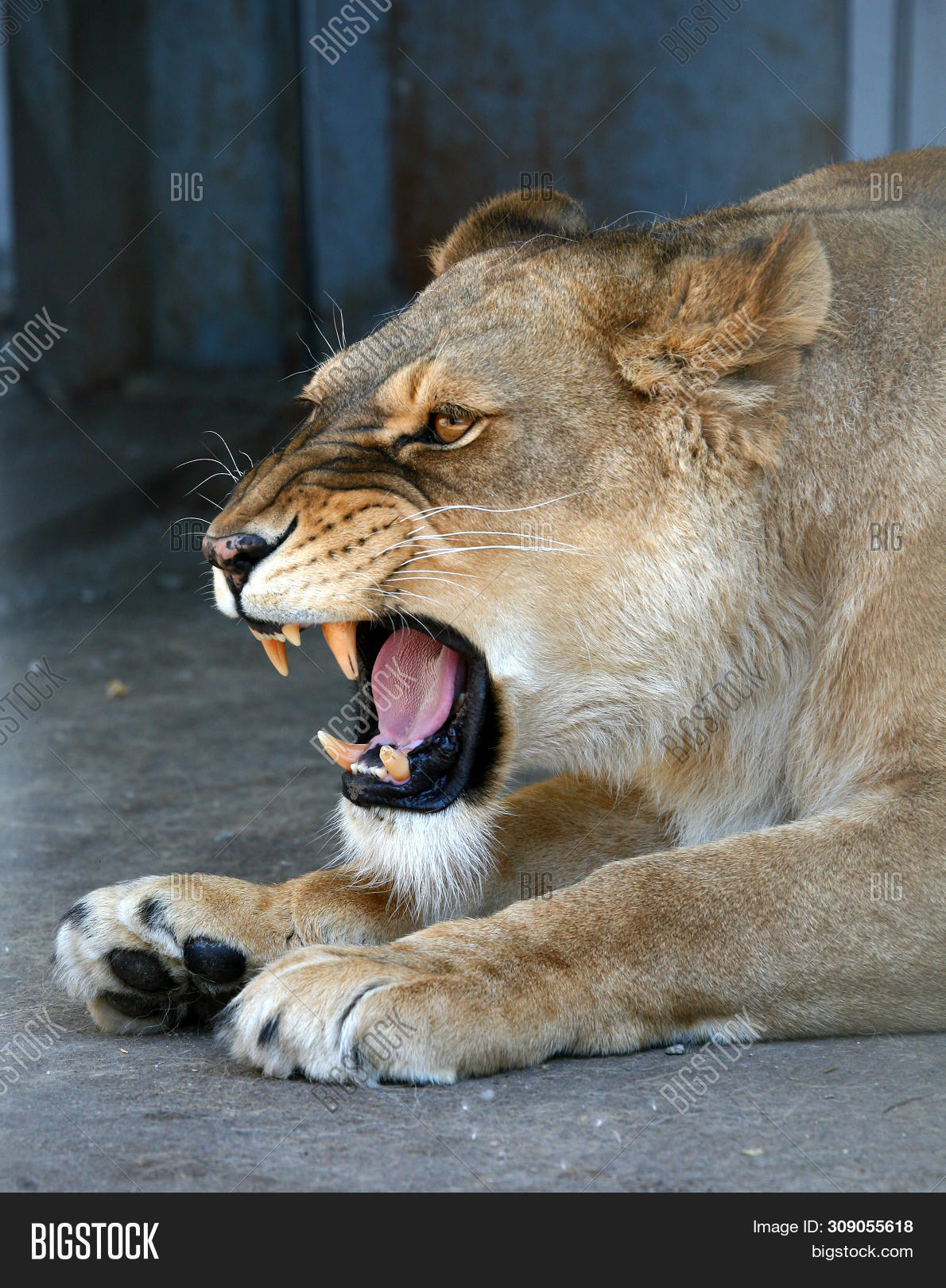 Evil Lioness Roars Zoo Image & Photo (Free Trial) | Bigstock