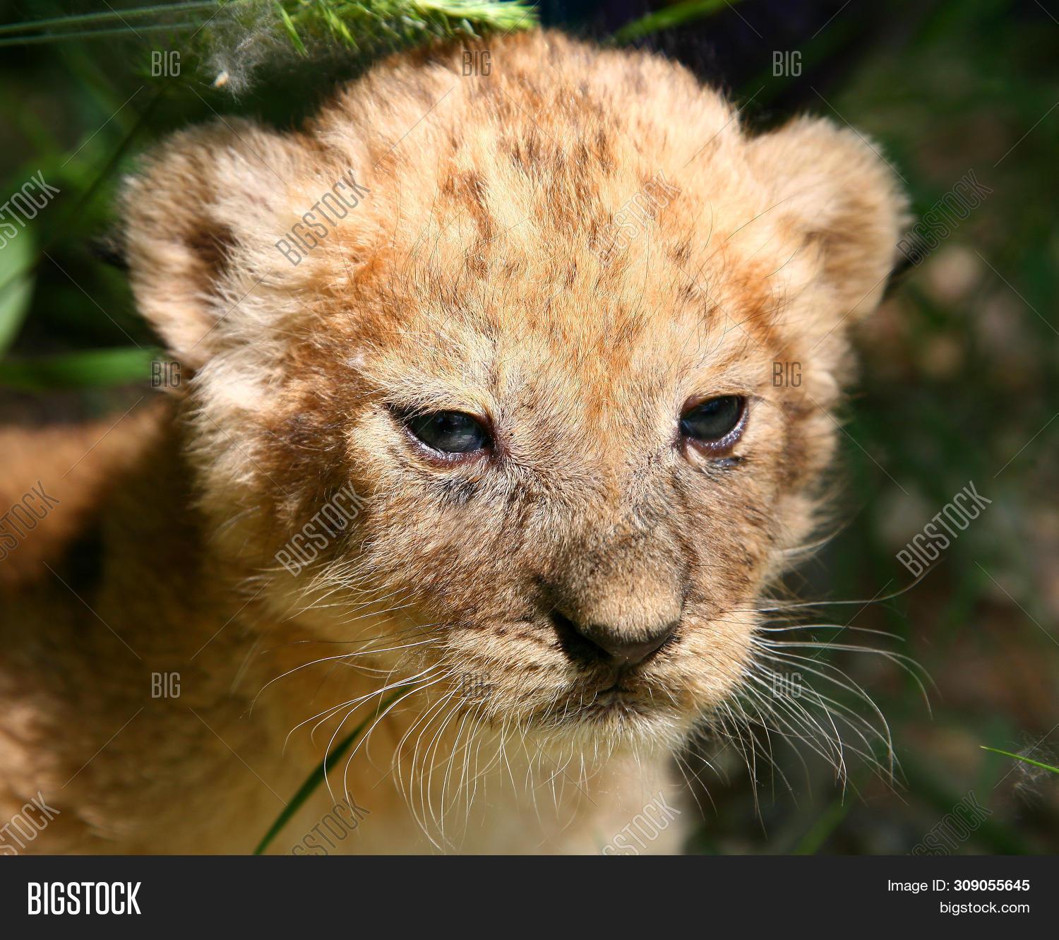 Young Lion Closeup Image & Photo (Free Trial) | Bigstock