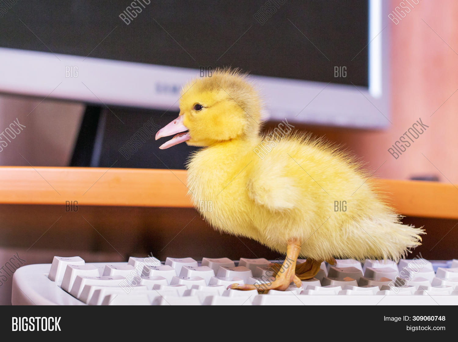 Small Yellow Duck On Image & Photo (Free Trial) | Bigstock